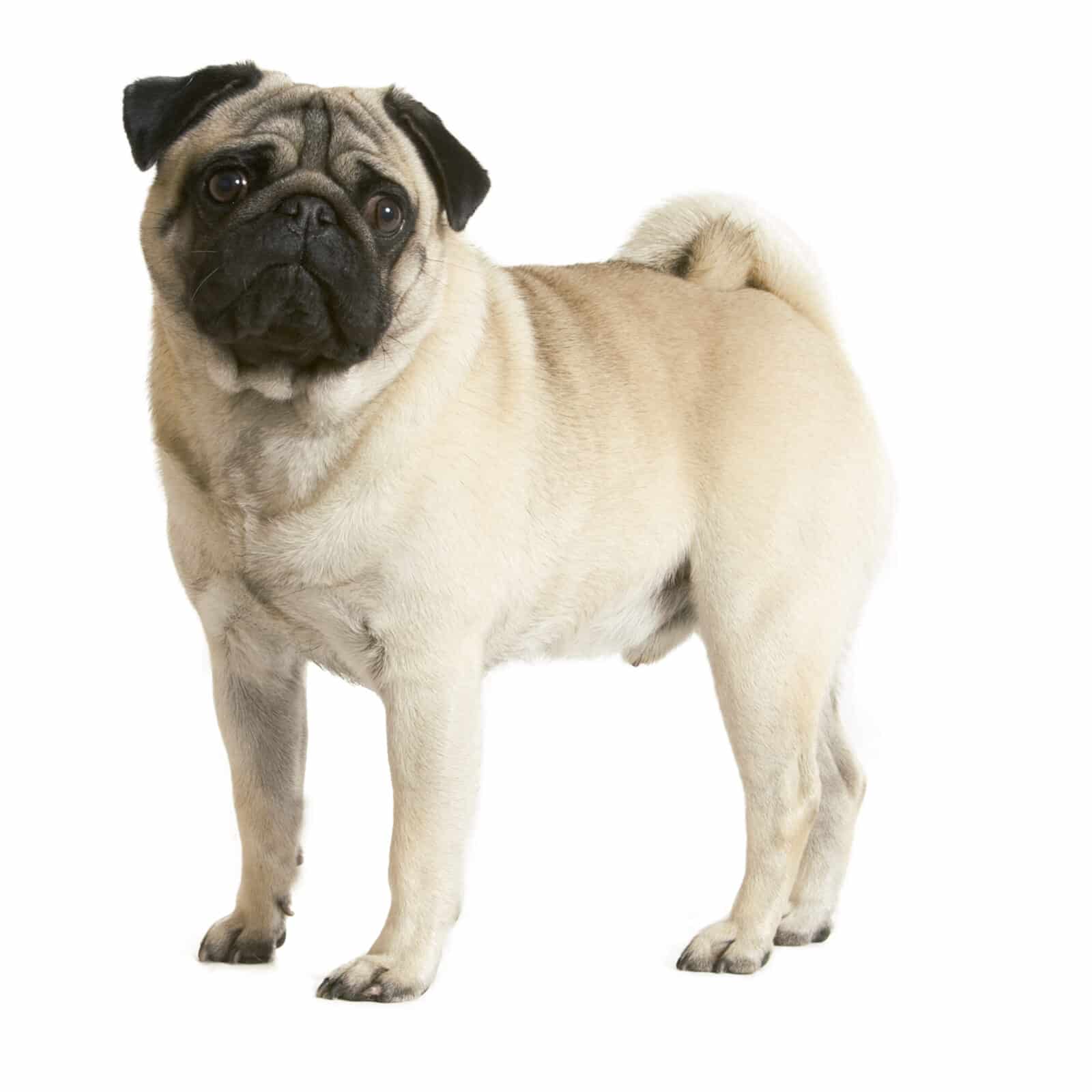 Атипам 10 мл (Atipam 10ml) 🐾 AmigoVet